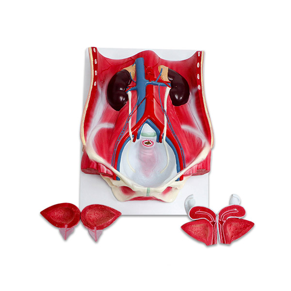 Urinary System Model Archives Realityworks 4022
